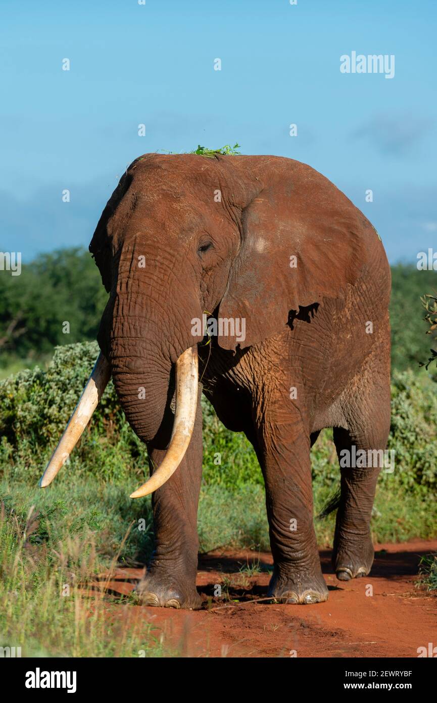 Tsavo east elephant hi-res stock photography and images - Alamy