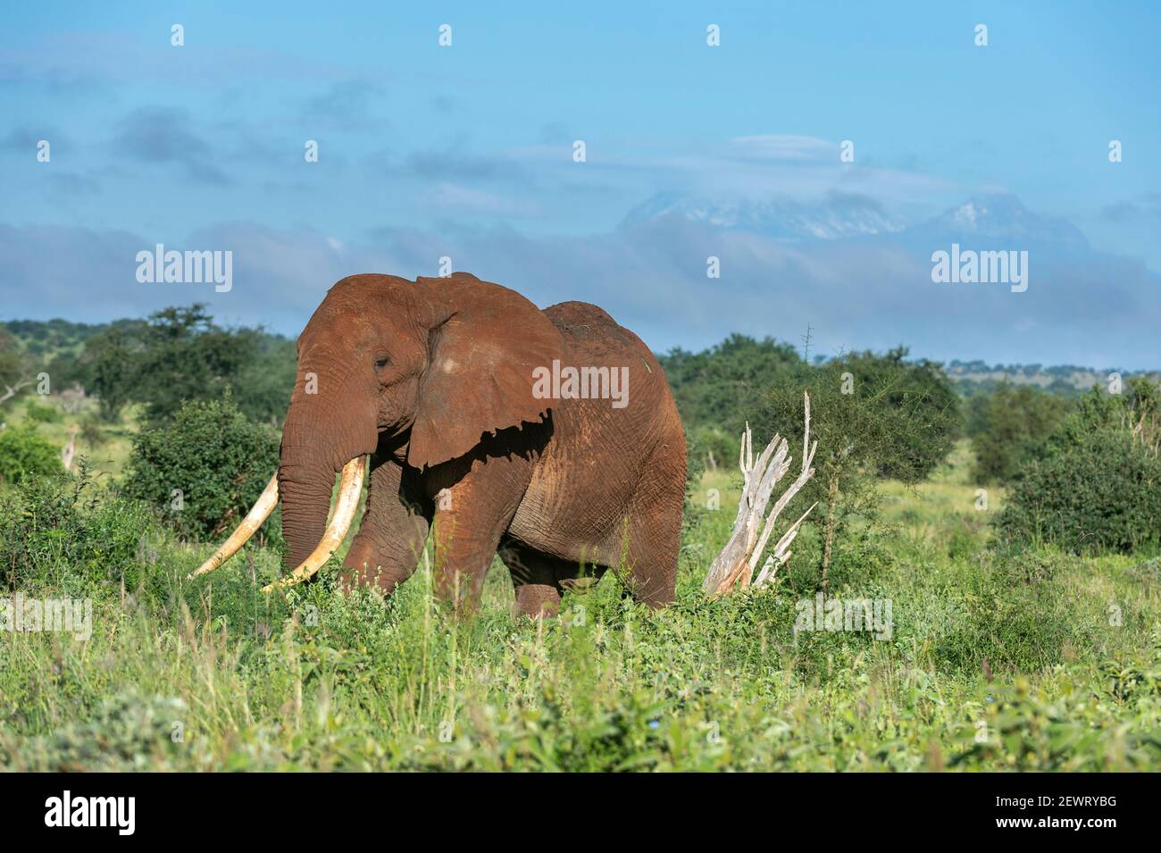 Tsavo east elephant hi-res stock photography and images - Alamy