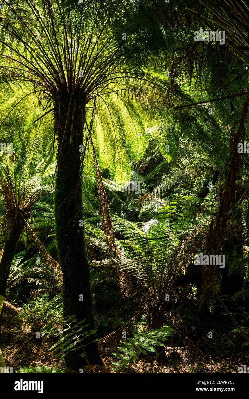 Soft tree fern hi-res stock photography and images - Alamy