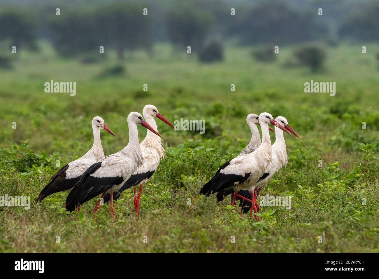 White storks (Ciconia ciconia), Ndutu, Ngorongoro Conservation Area ...