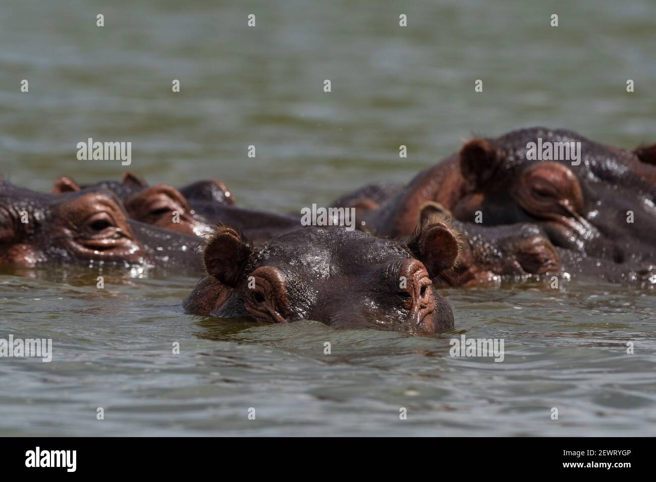 Hippopotamus (Hippopotamus amphibius), Lake Jipe, Tsavo, Kenya, East ...