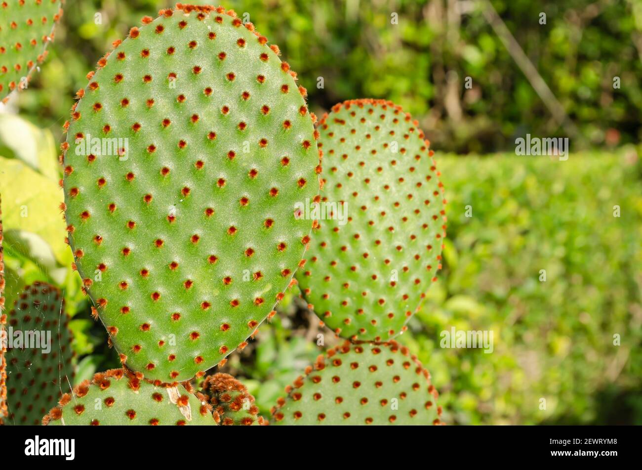 Opuntia Microdasys Cactus Closeup Stock Photo - Alamy