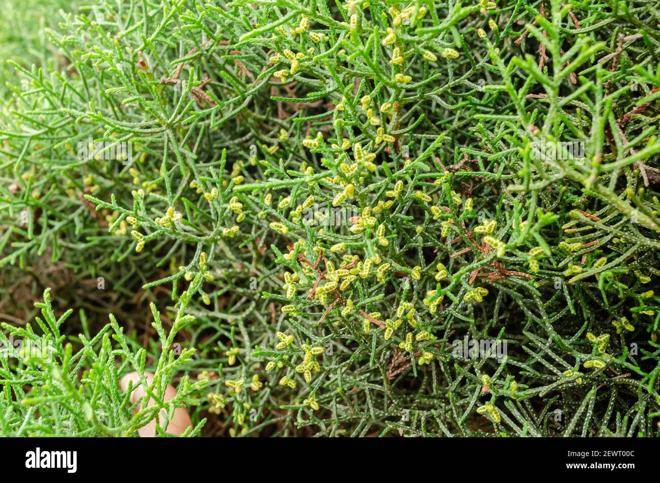 Lemon cypress tree hi-res stock photography and images - Alamy