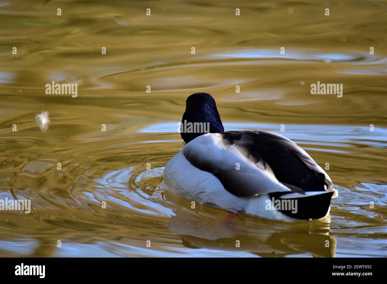 Mallard rear view hi-res stock photography and images - Alamy