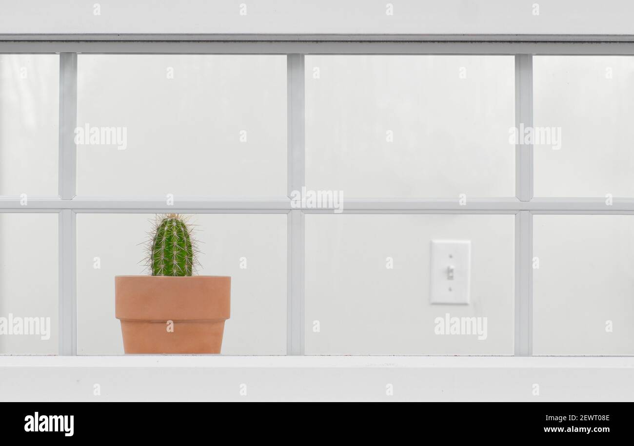 Potted Cactus in window. Outside view Stock Photo - Alamy