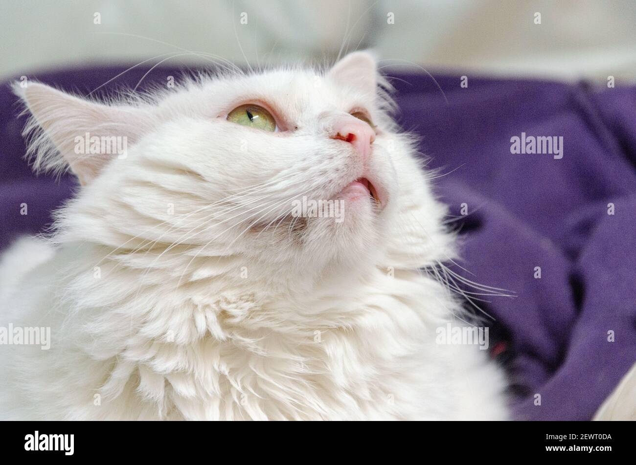 Angora Cat High Resolution Stock Photography and Images - Alamy