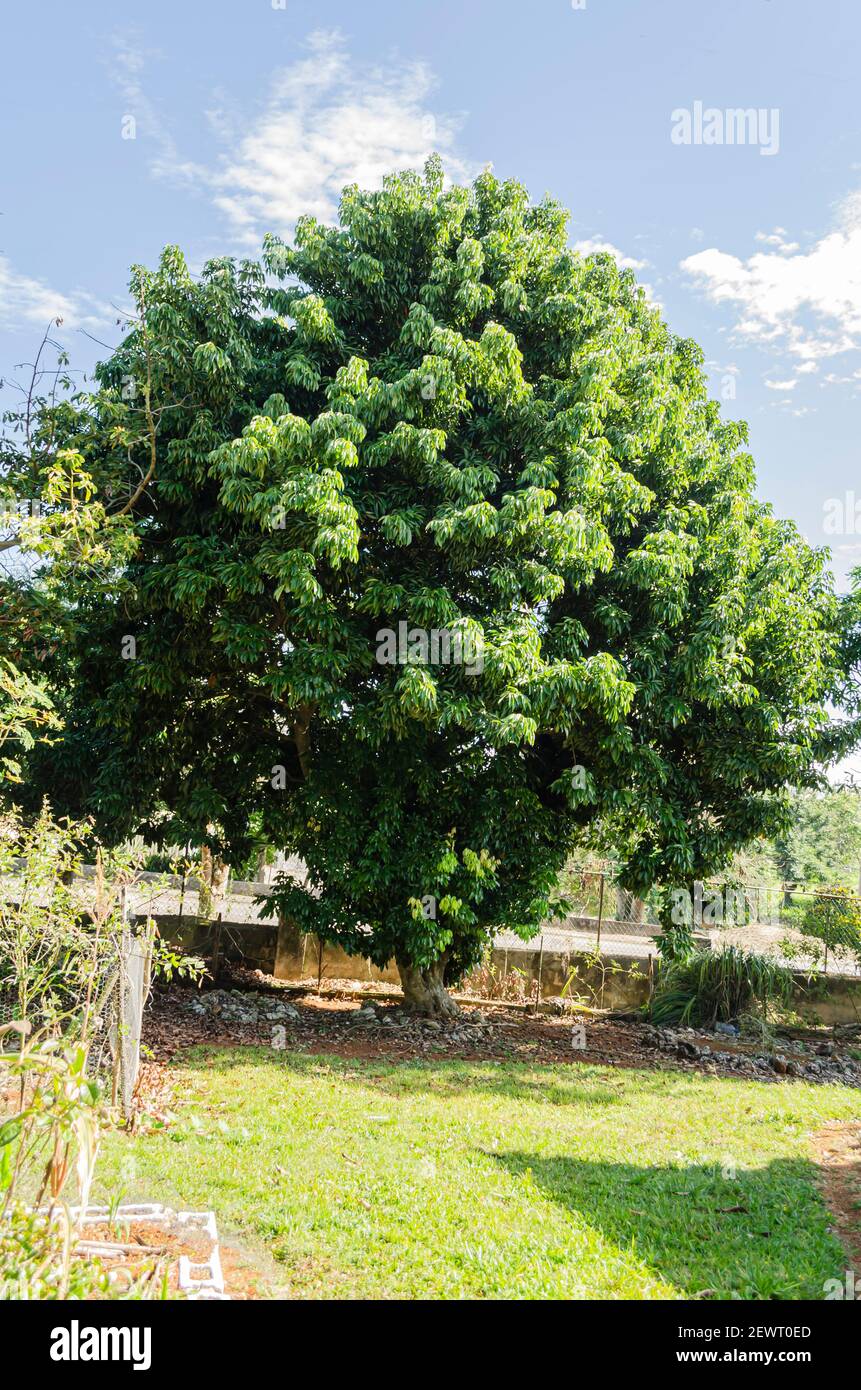 Large Lychee Tree Stock Photo - Alamy