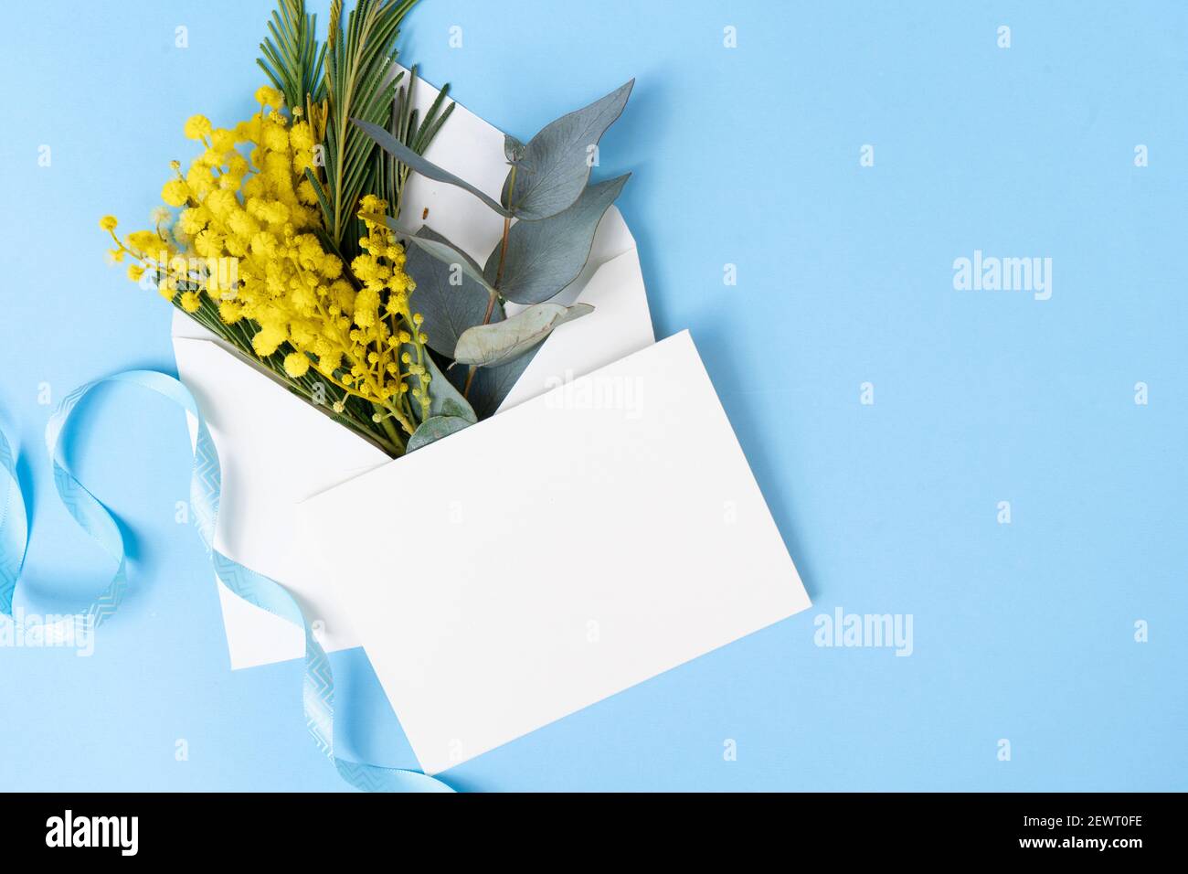 Mimosa flowers on blue background Stock Photo - Alamy