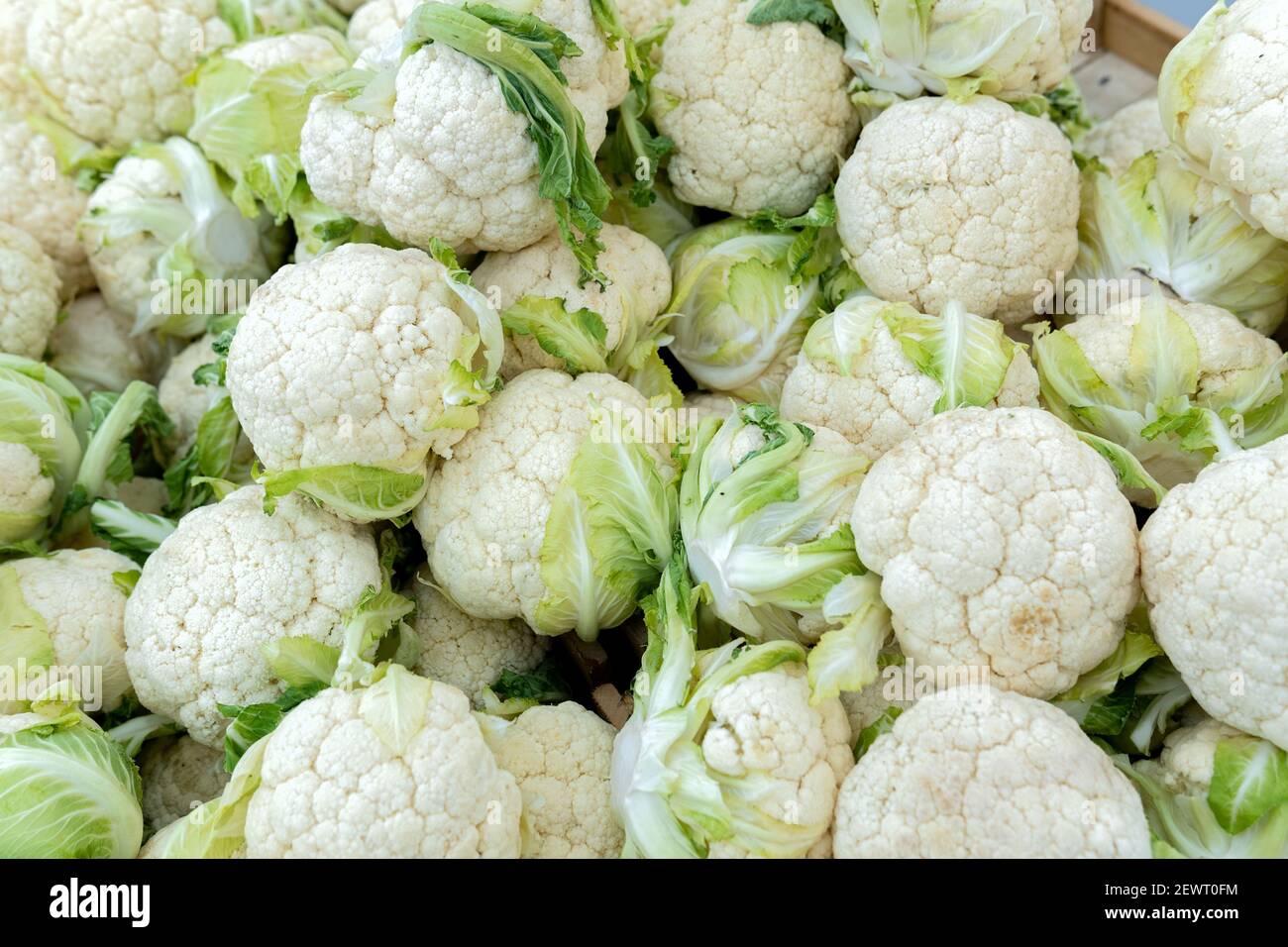 Cauliflower inflorescence. Vintage of cauliflower. background texture ...