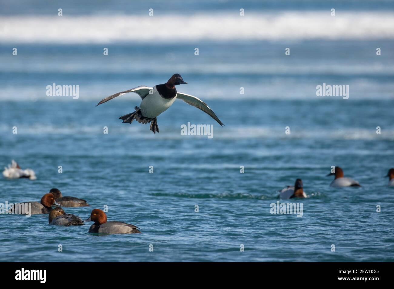 Canvasback duck flying hi-res stock photography and images - Alamy