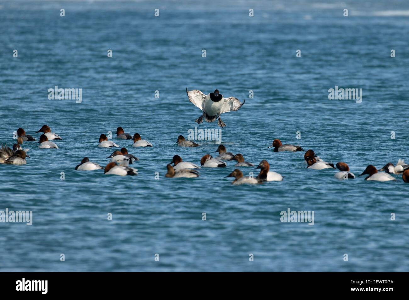 Canvasback duck flying hi-res stock photography and images - Alamy
