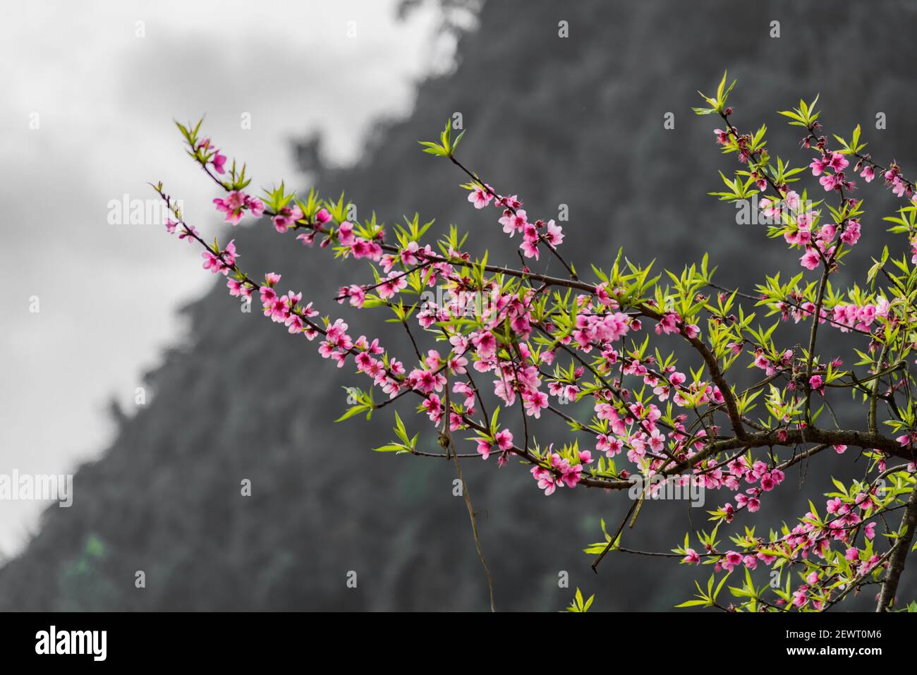Group of purple flowers hi-res stock photography and images - Alamy