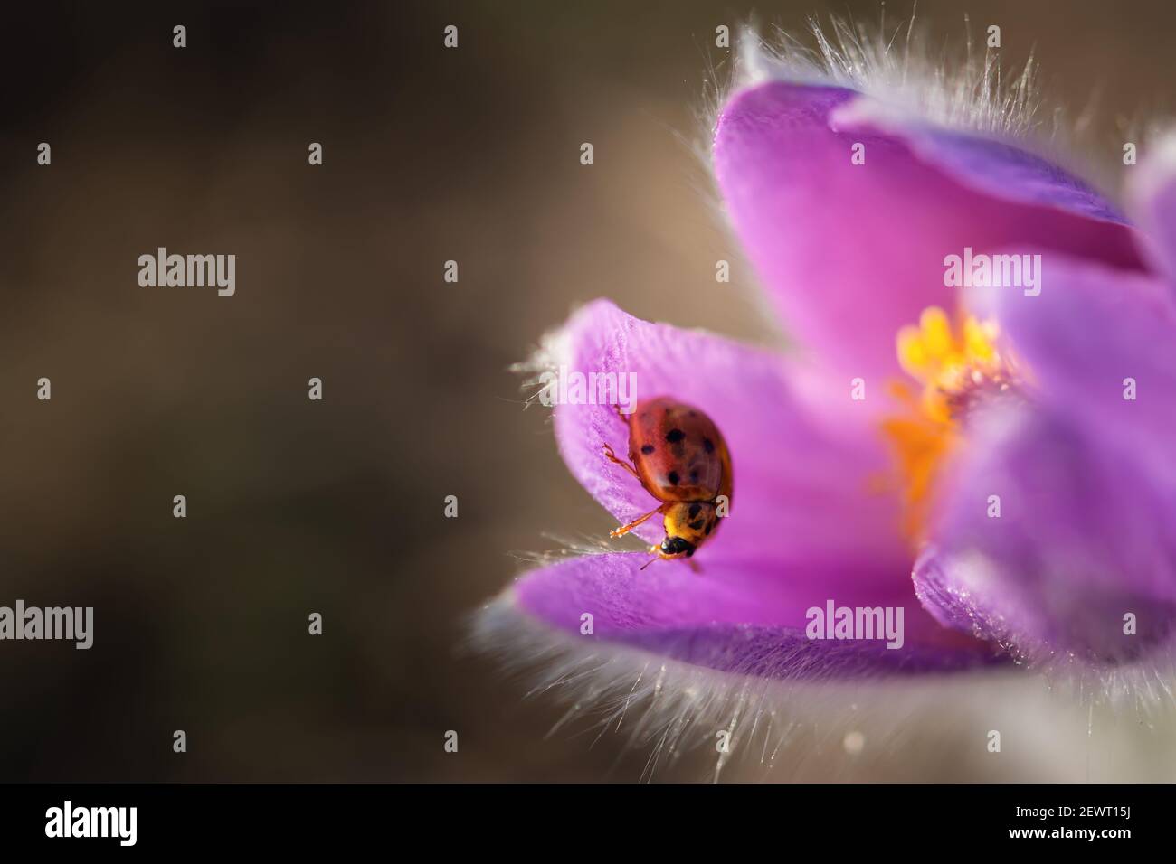 A ladybug on a flower of sleepy grass. Pulsatilla patens on a blurred ...