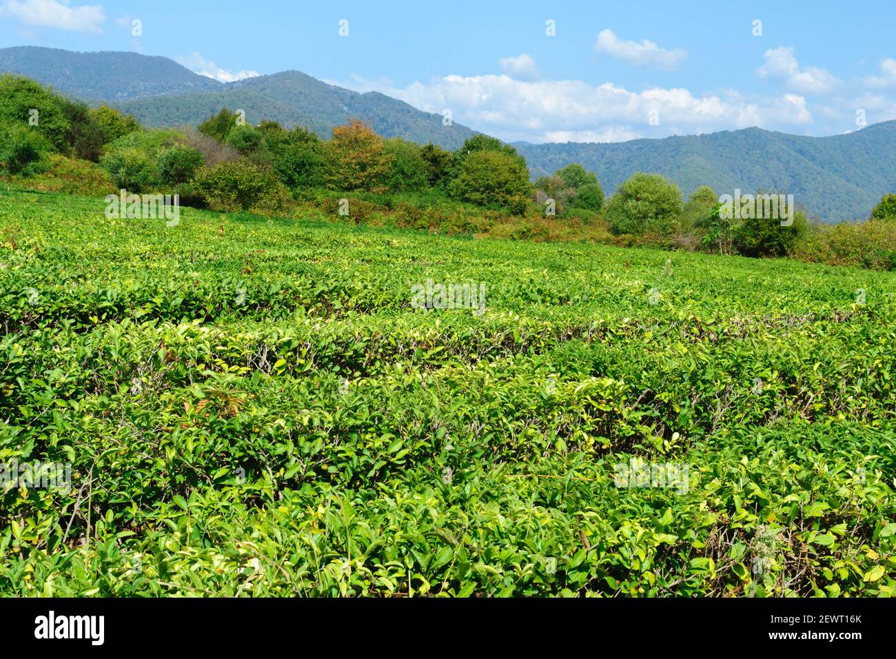 Tea plantation. The tea in Europe. Nature Agricultural Farming Organic ...