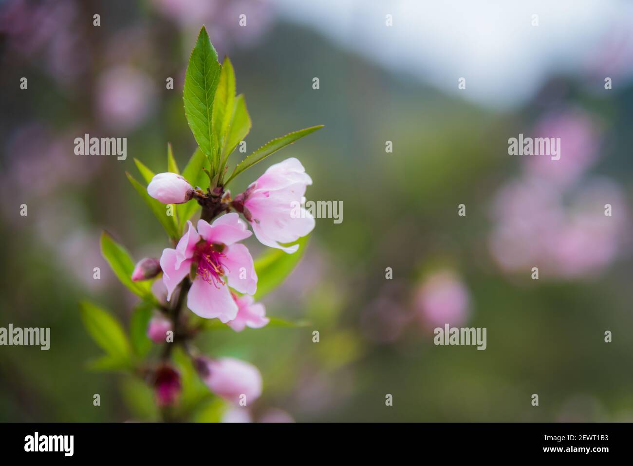 a close up of a flower Stock Photo - Alamy