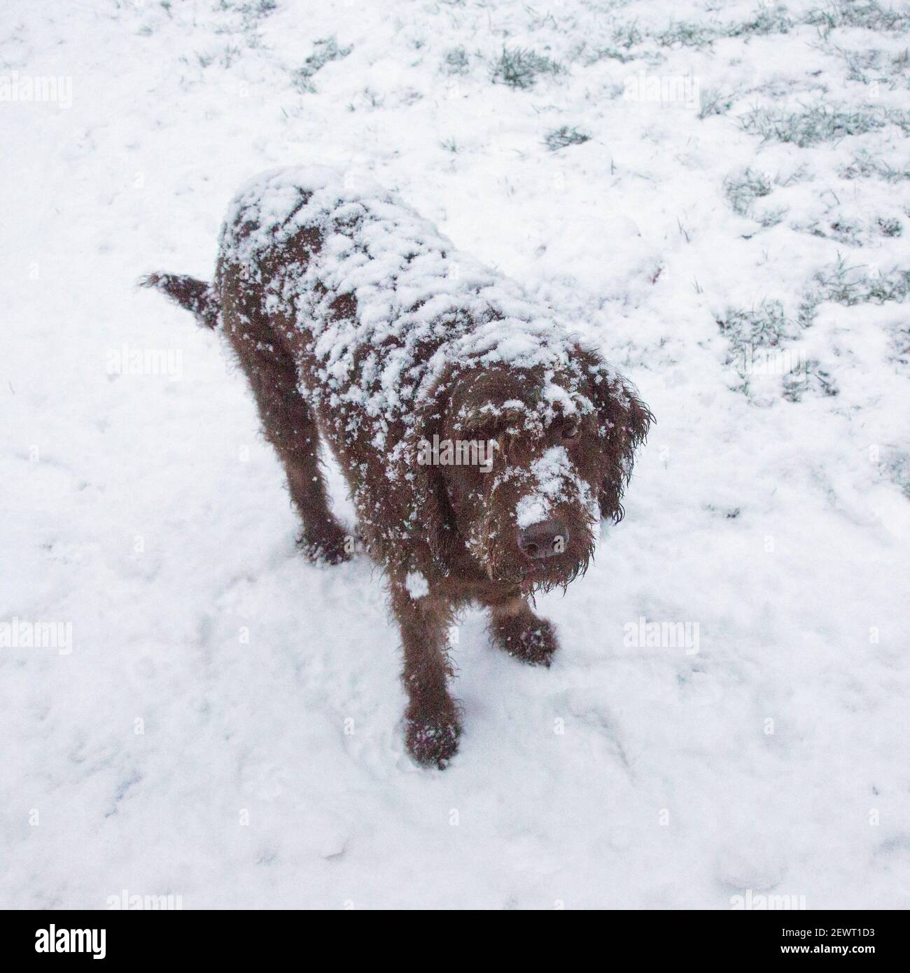 Chocolate brown labradoodle dog in the snow, Medstead, Hampshire ...
