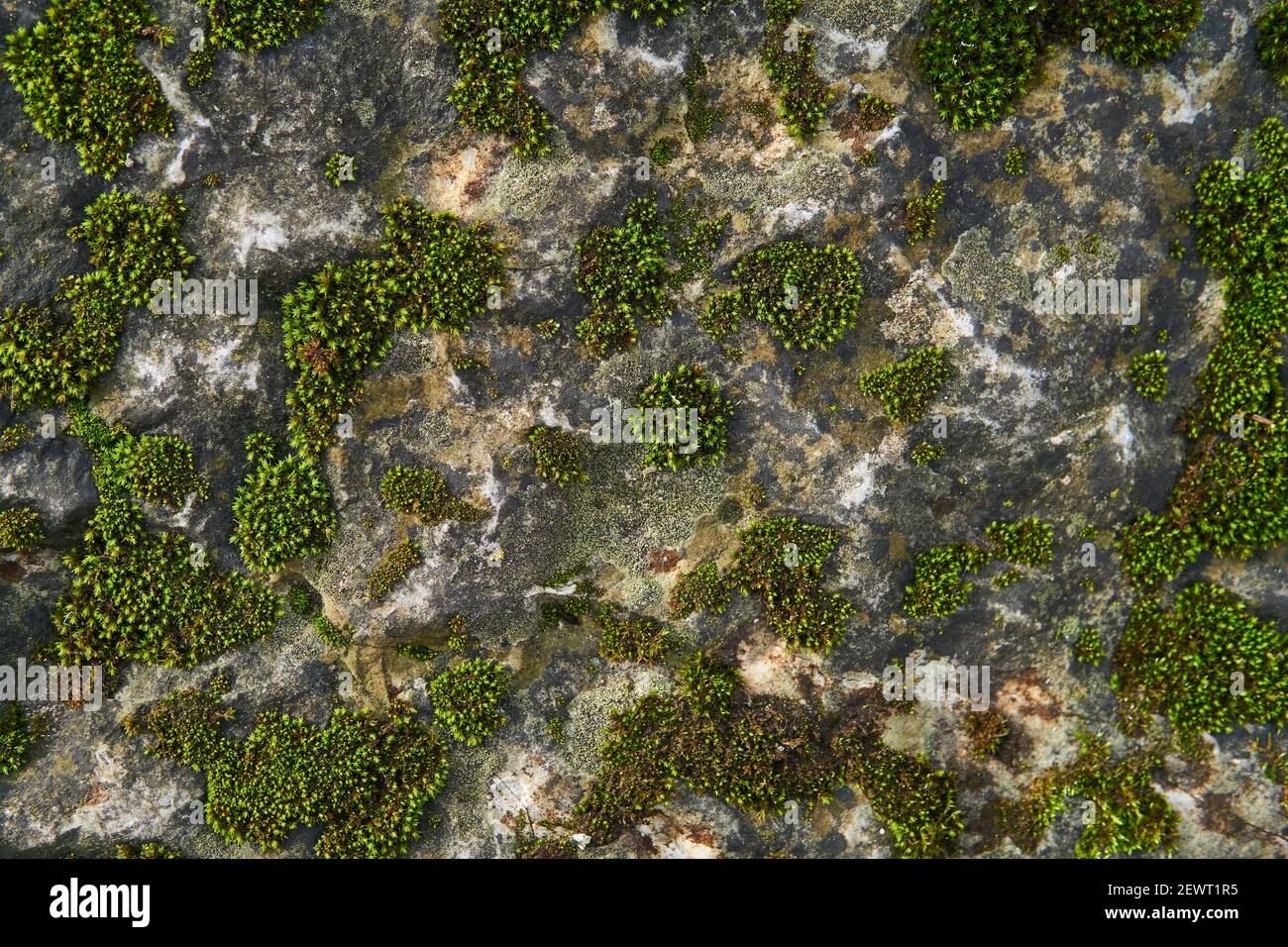 background, texture - spots of green moss on a natural rock surface ...