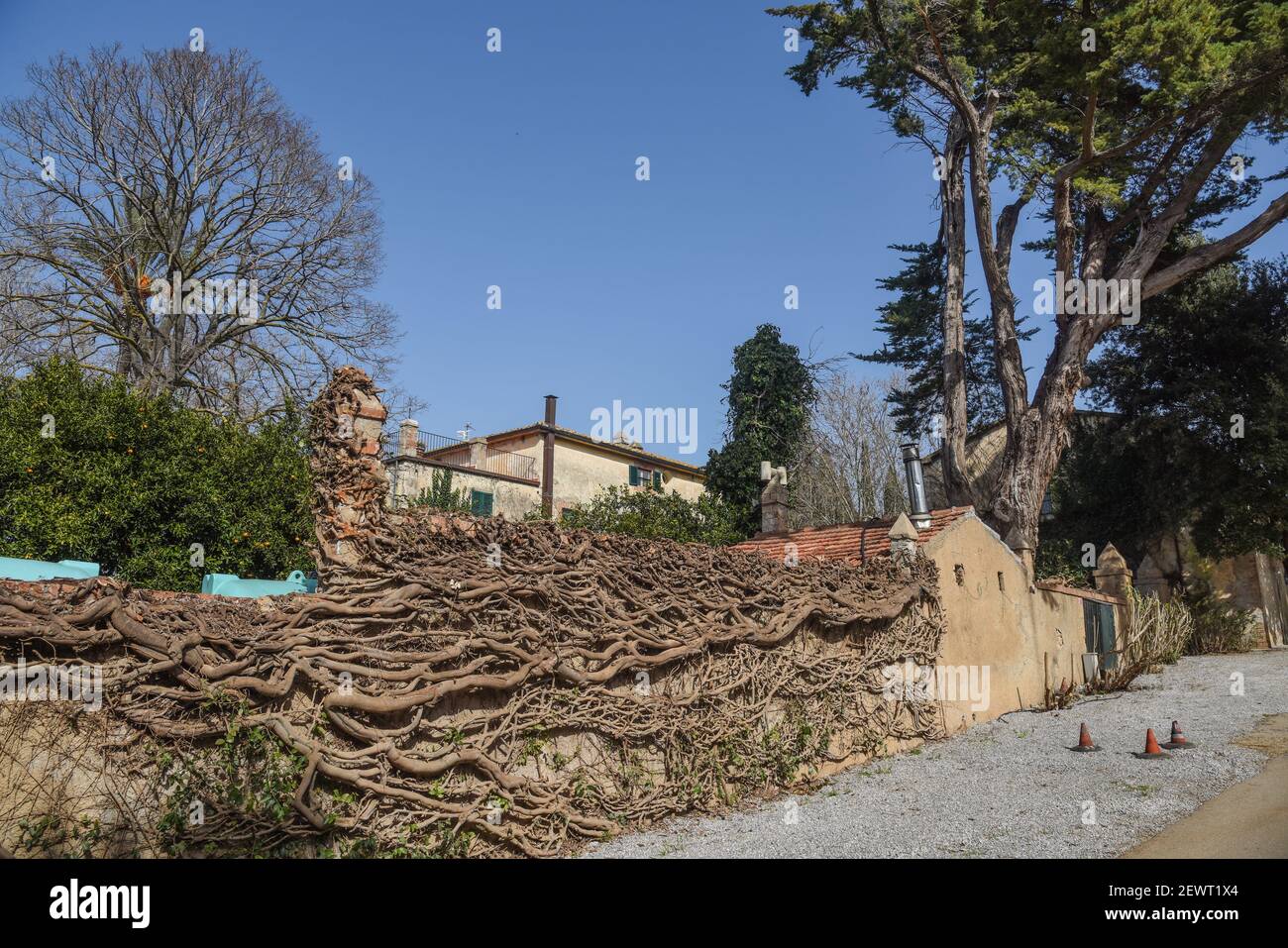 Rampicante hi-res stock photography and images - Alamy