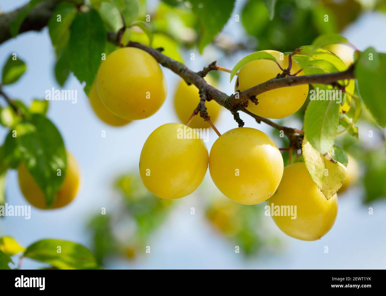 branch of ripe yellow plums in a garden Stock Photo - Alamy