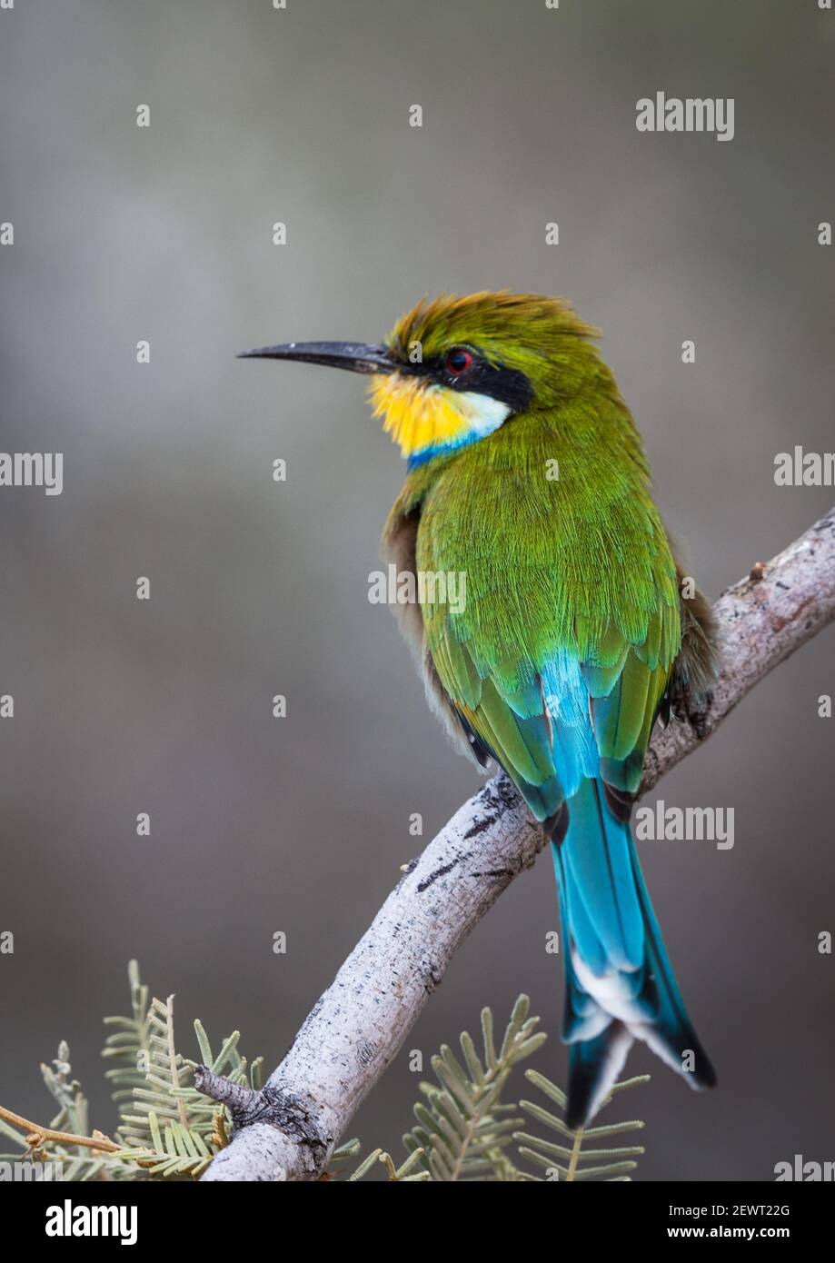 Swallow Tailed Bee Eater catching insects Stock Photo - Alamy