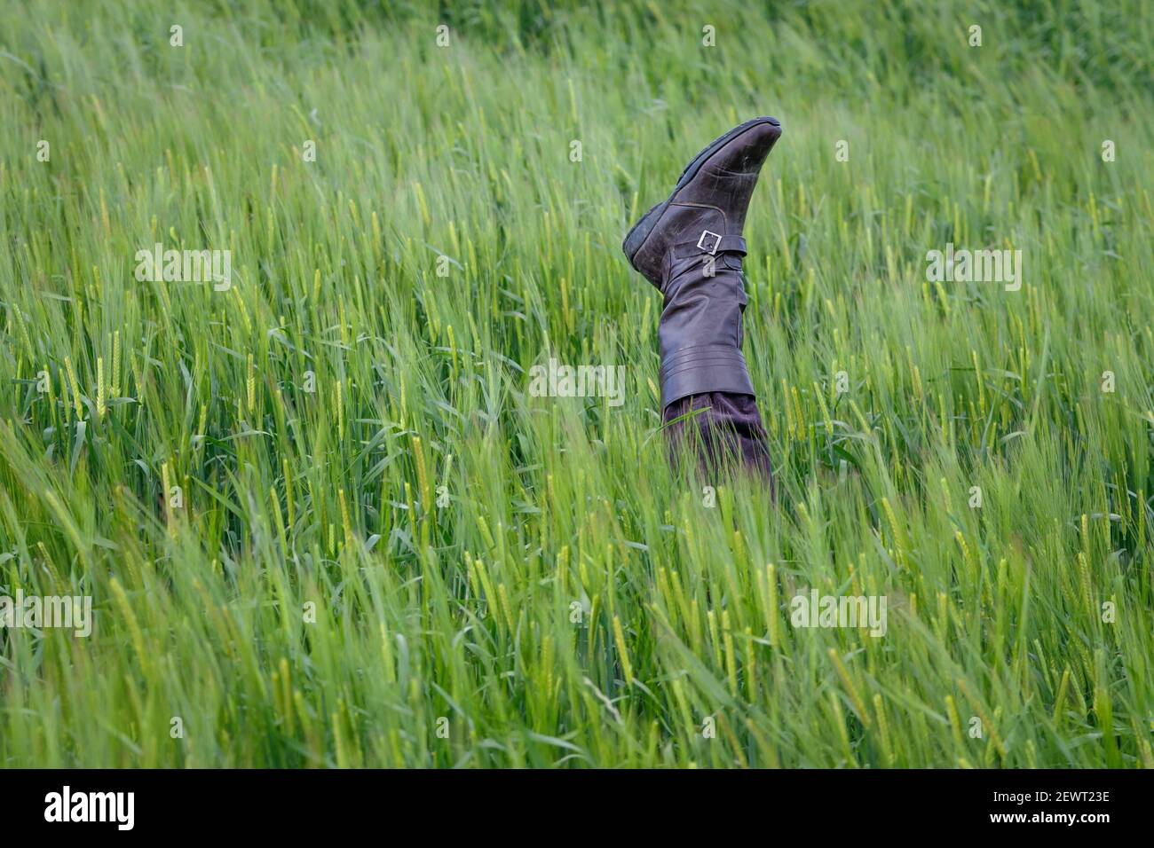 boot sticking out of the wheat field Stock Photo - Alamy