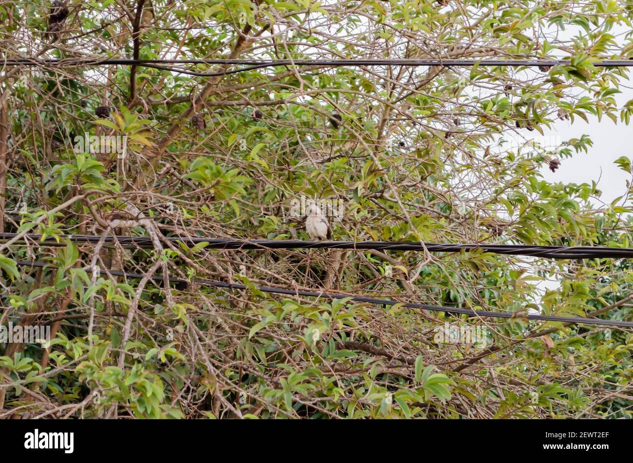 Branches of service hi-res stock photography and images - Alamy