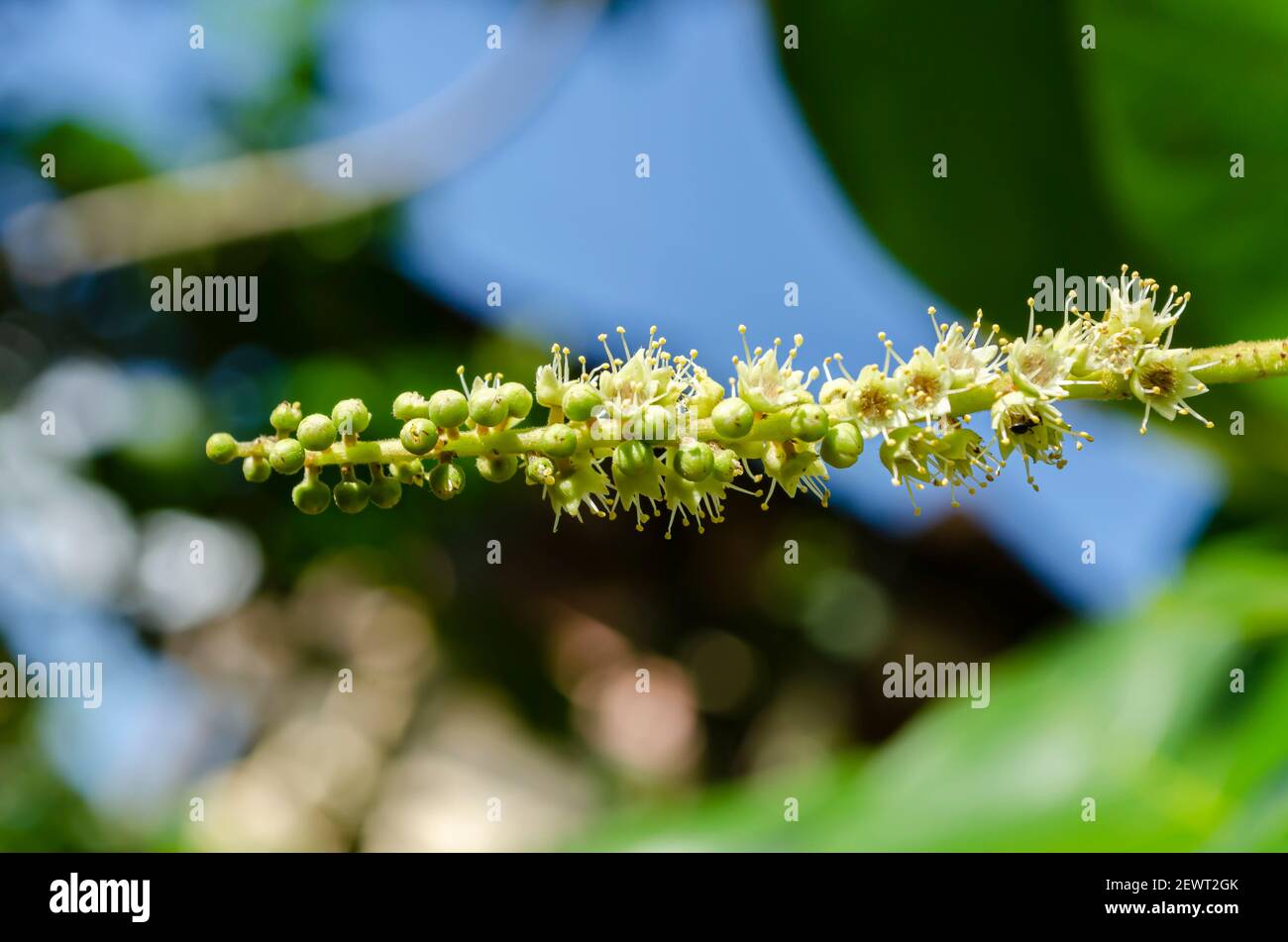 Malabar Almond High Resolution Stock Photography and Images - Alamy