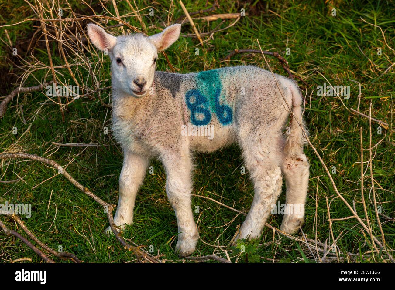 Spring farming and farming hi-res stock photography and images - Alamy