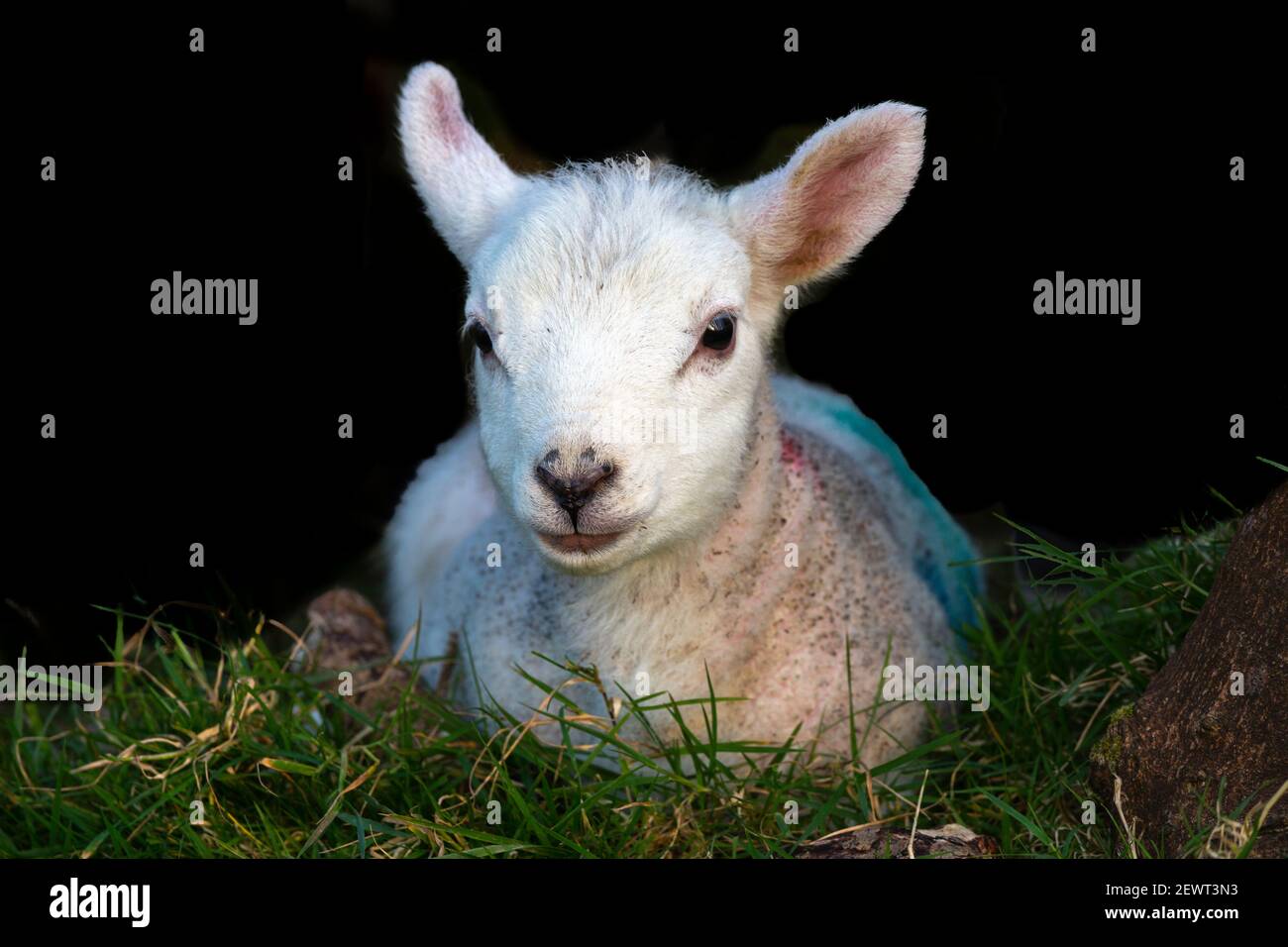 Spring farming and farming hi-res stock photography and images - Alamy