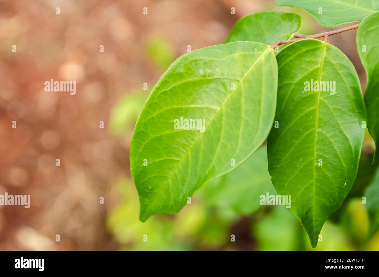Starfruits hi-res stock photography and images - Alamy