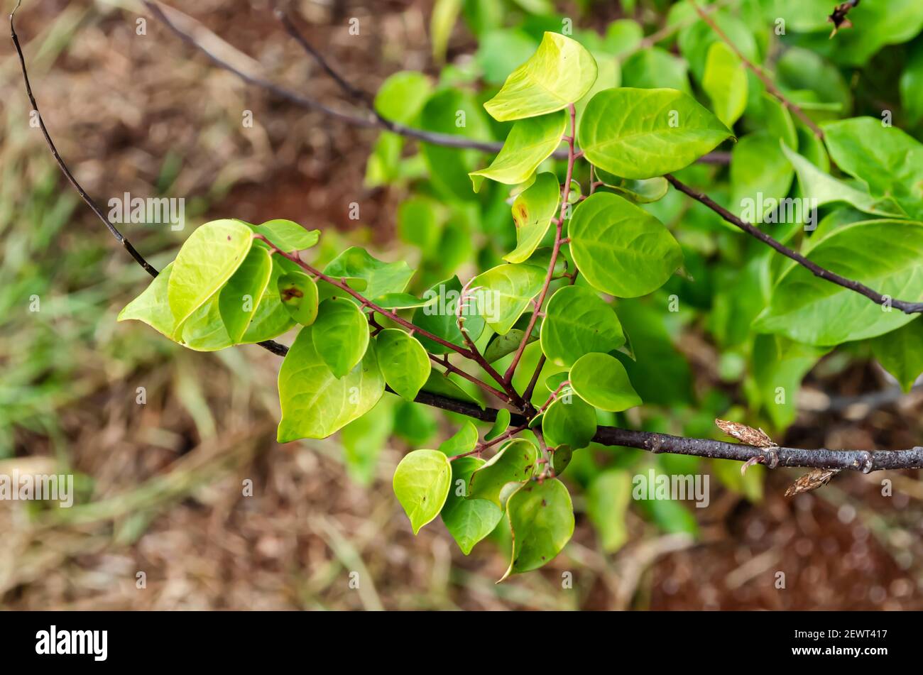 Averrhoa starfruit hi-res stock photography and images - Alamy