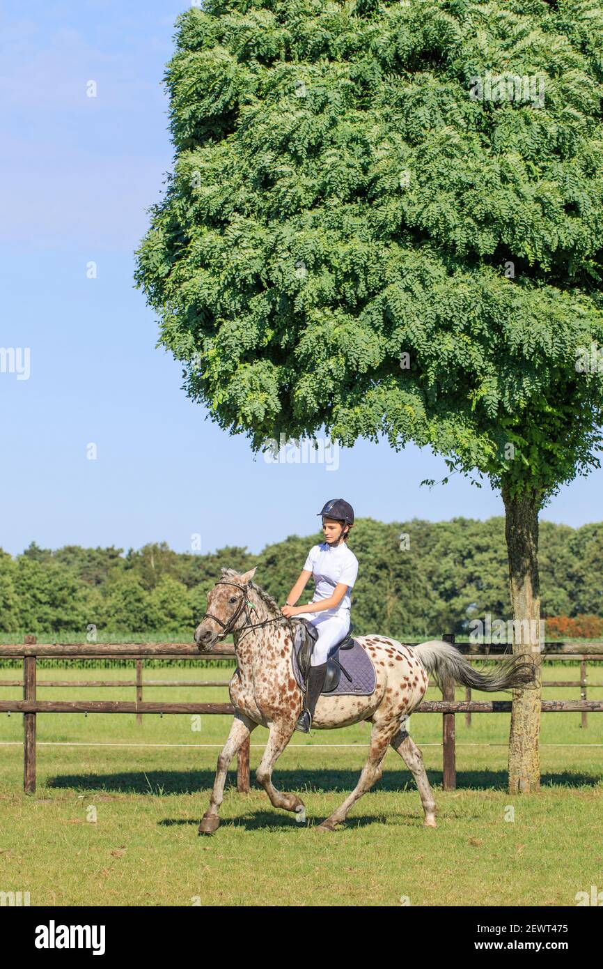 Brown spotted horse hi-res stock photography and images - Alamy