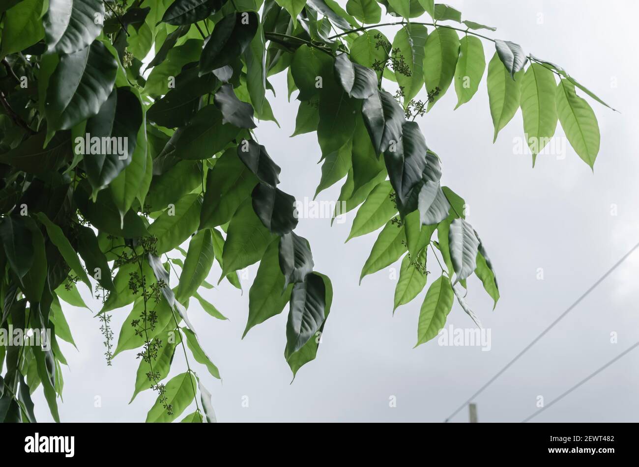 Cedar Branch Of Leaves Stock Photo - Alamy