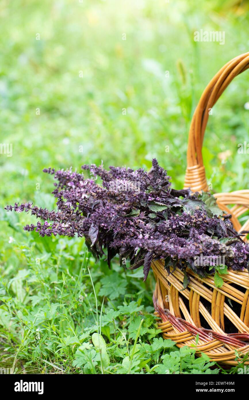 Spicy basil branches lie in a wicker basket Stock Photo - Alamy