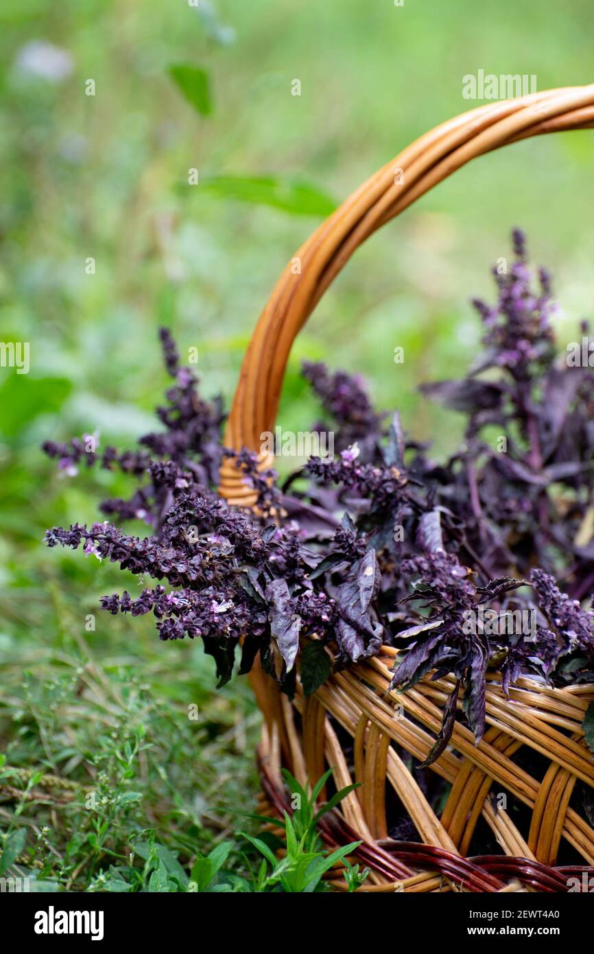 Spicy basil branches lie in a wicker basket Stock Photo - Alamy