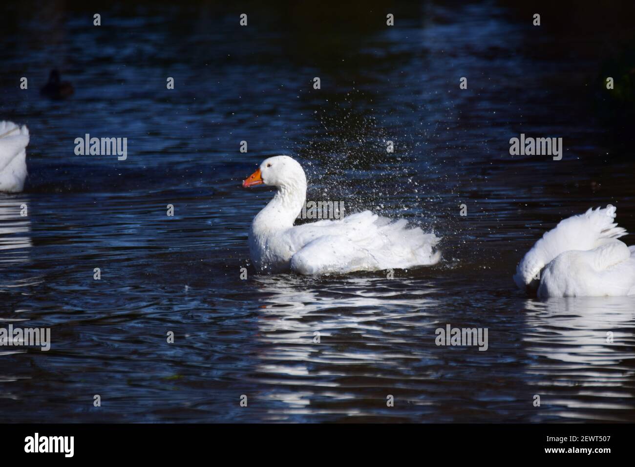 A white goose swims on a lake Stock Photo - Alamy
