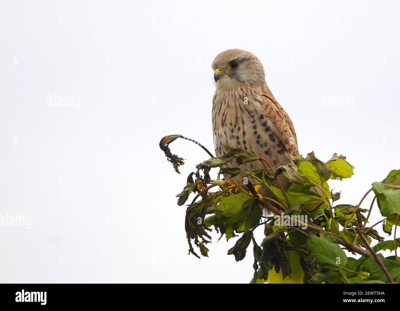 Common Kestrel (Falco tinnunculus) sitting on a tree Stock Photo - Alamy