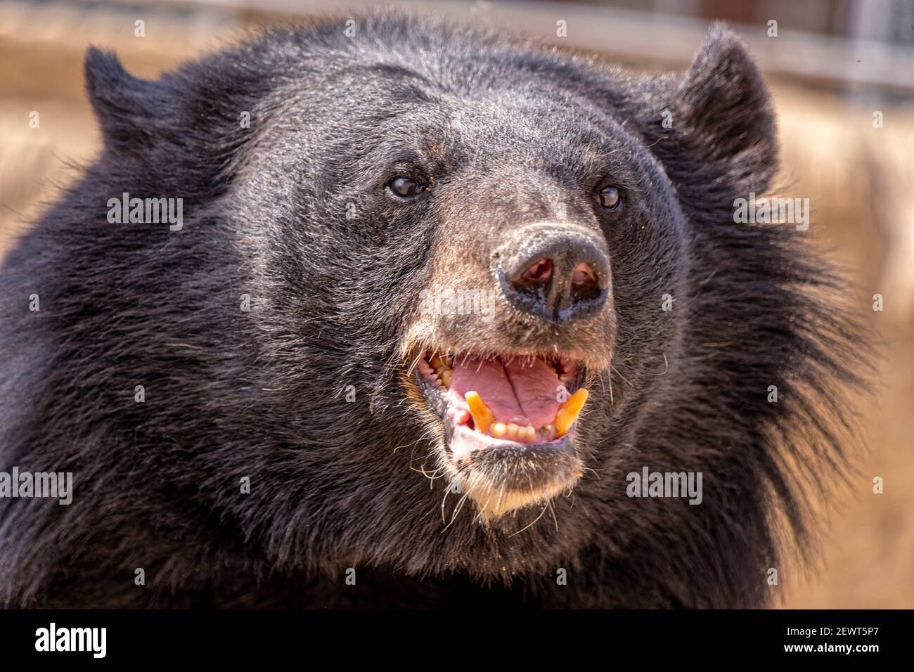 Badaling bear paradise hi-res stock photography and images - Alamy