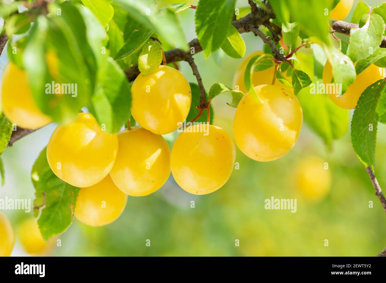 Plum tree. Branch of ripening yellow plums in a garden Stock Photo - Alamy