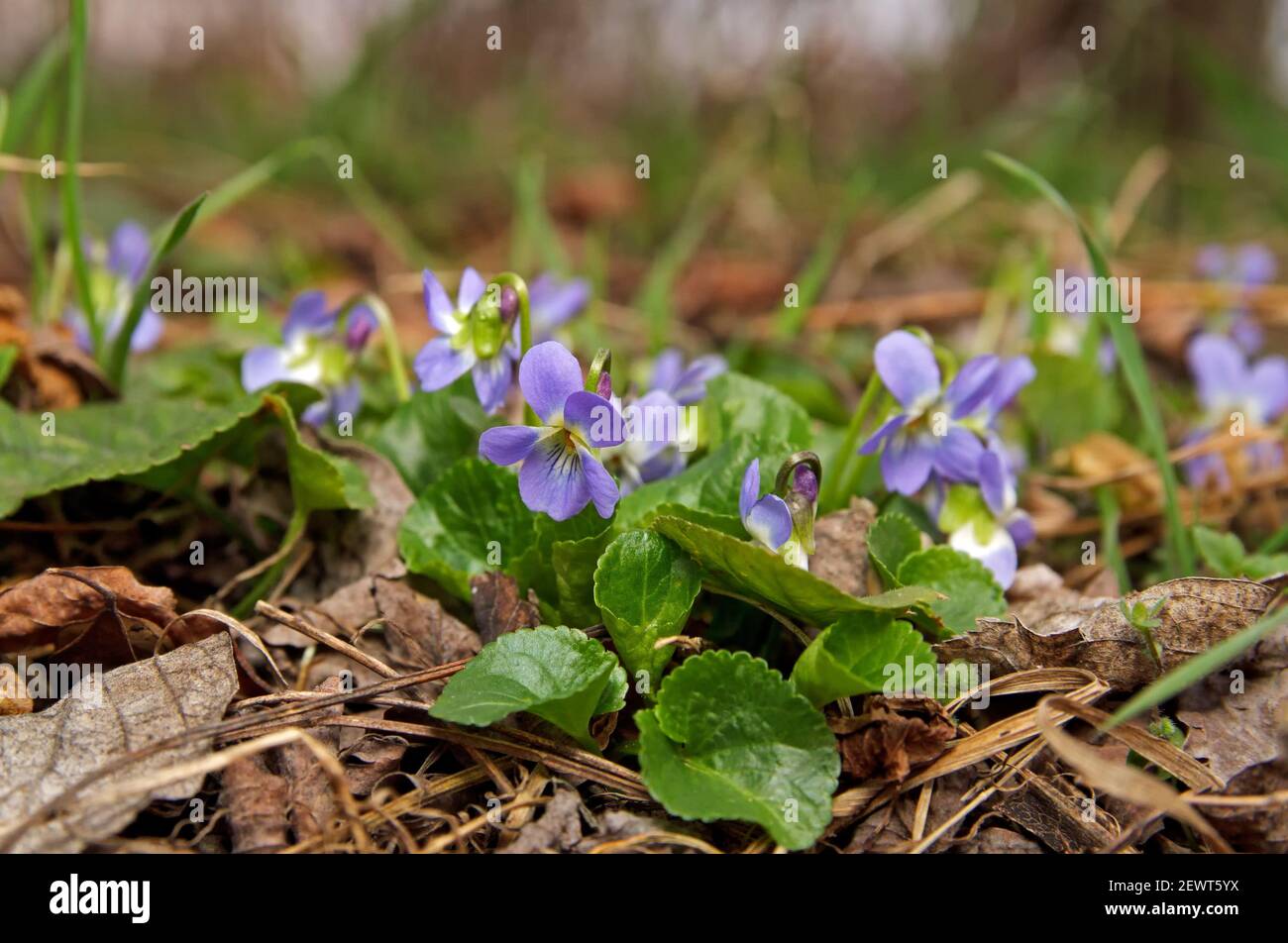 Ground violet hi-res stock photography and images - Alamy