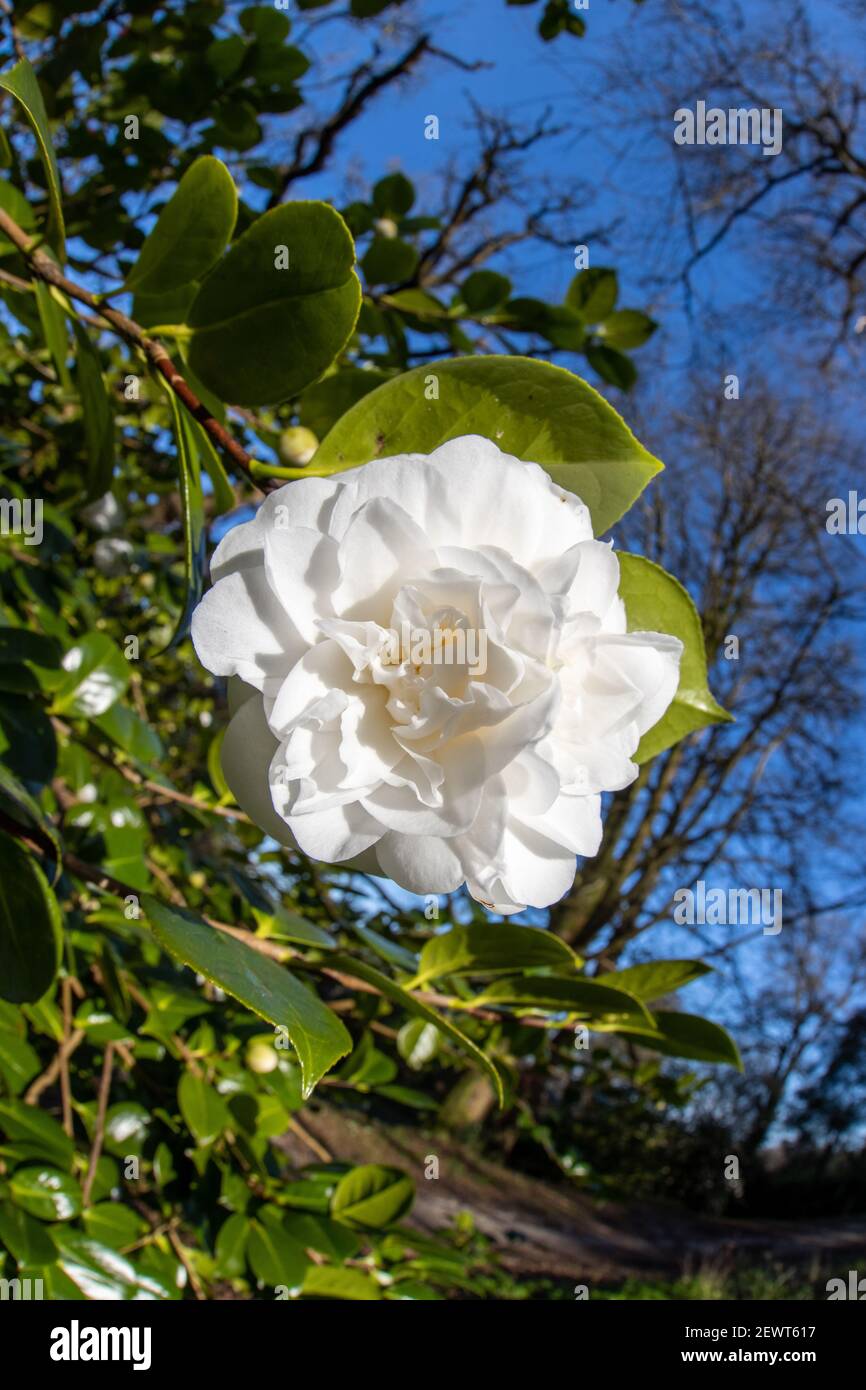 Mount Edgecombe Country Park Stock Photo - Alamy