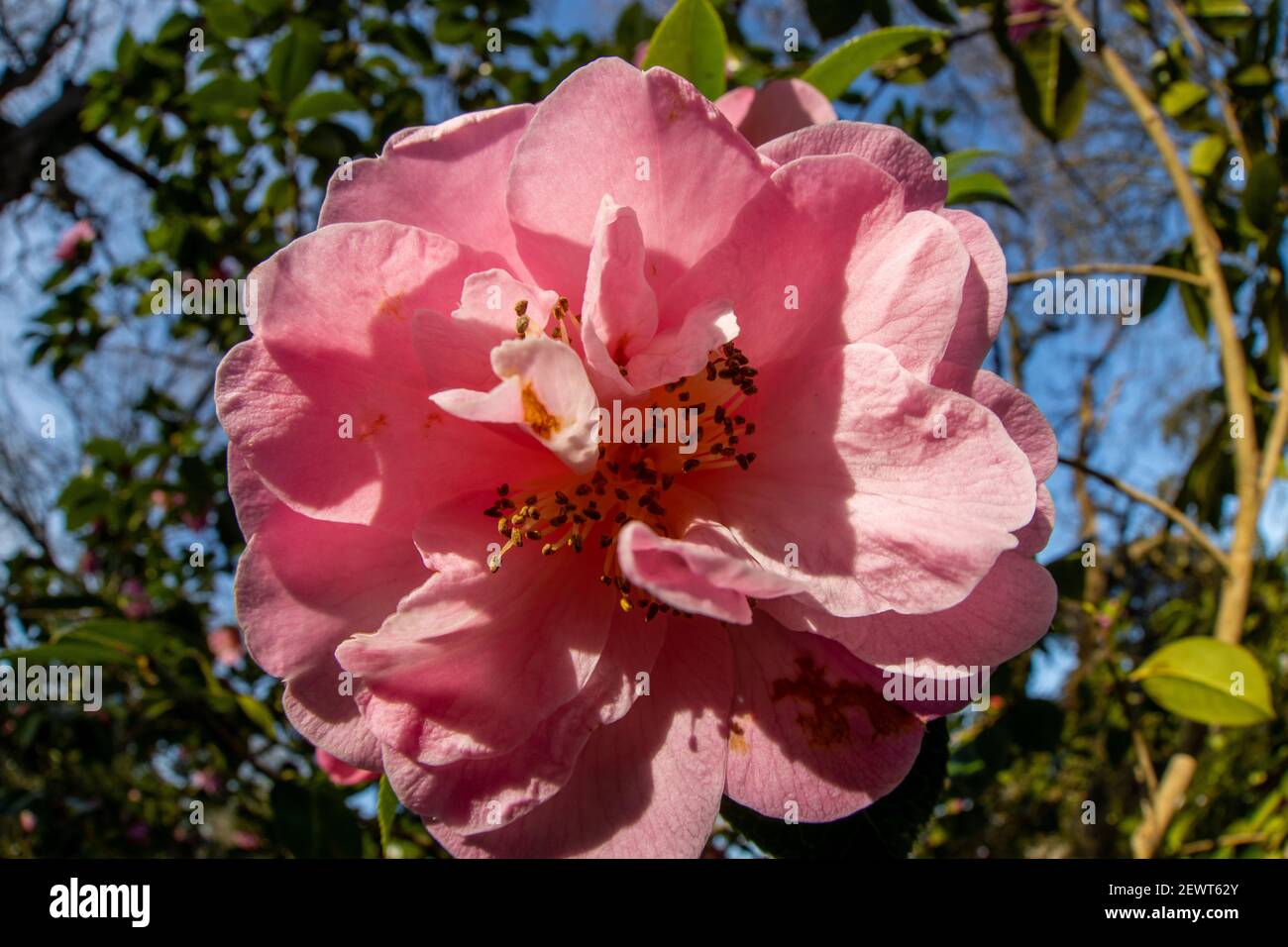 Mount Edgecombe Country Park Stock Photo - Alamy