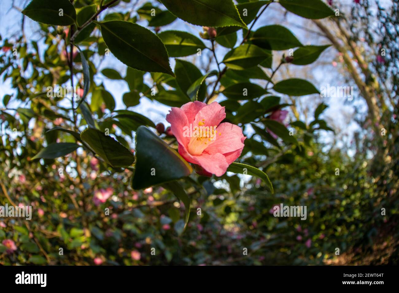 Mount Edgecombe Country Park Stock Photo - Alamy