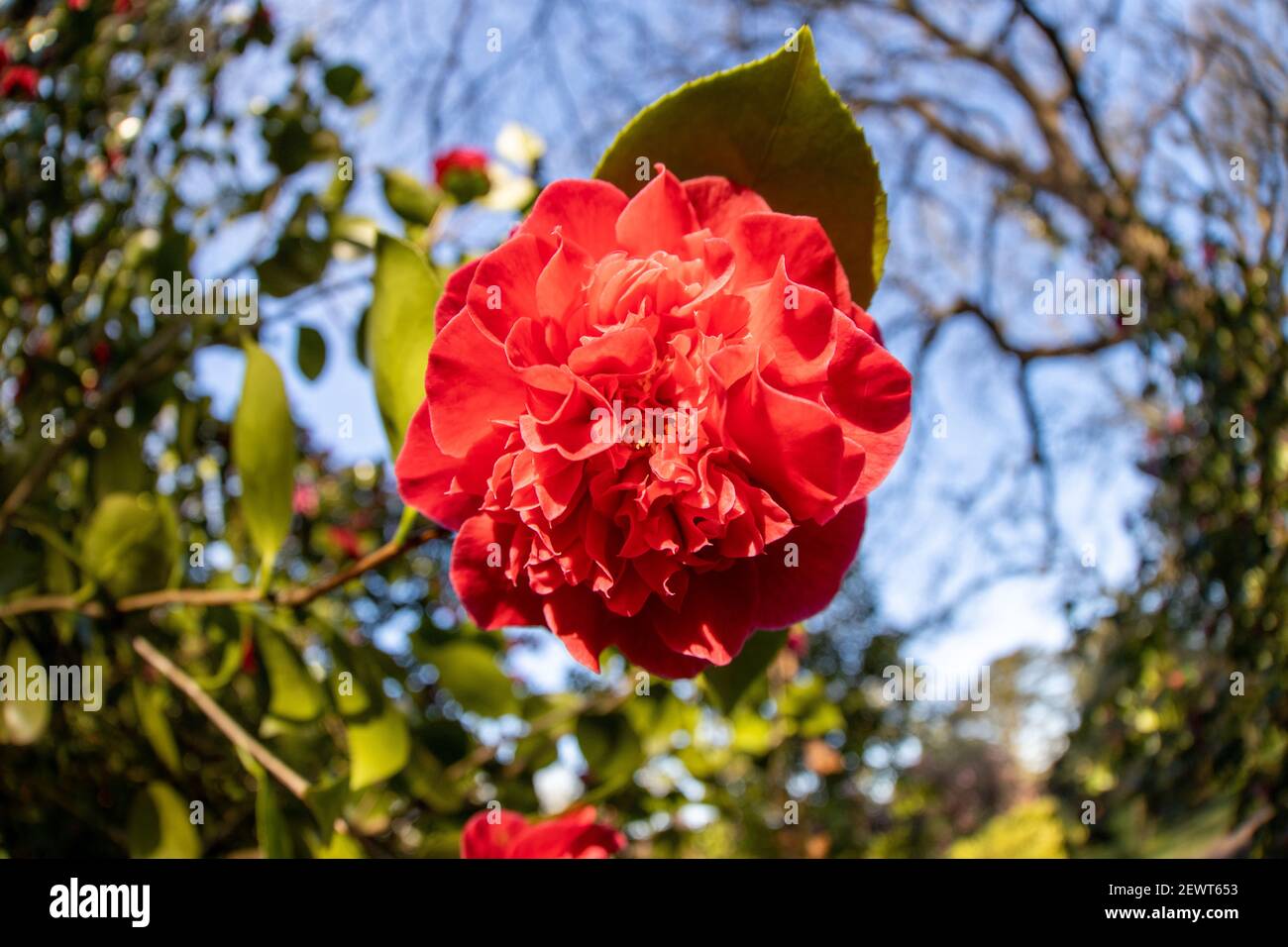 Mount Edgecombe Country Park Stock Photo - Alamy