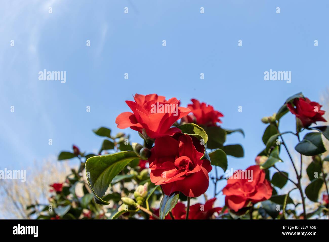 Edgecombe house hi-res stock photography and images - Alamy