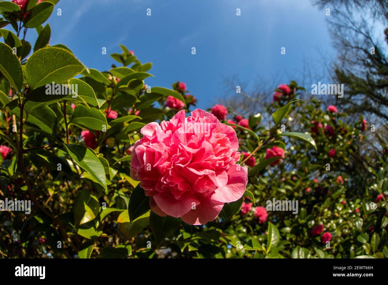 Mount Edgecombe Country Park Stock Photo - Alamy