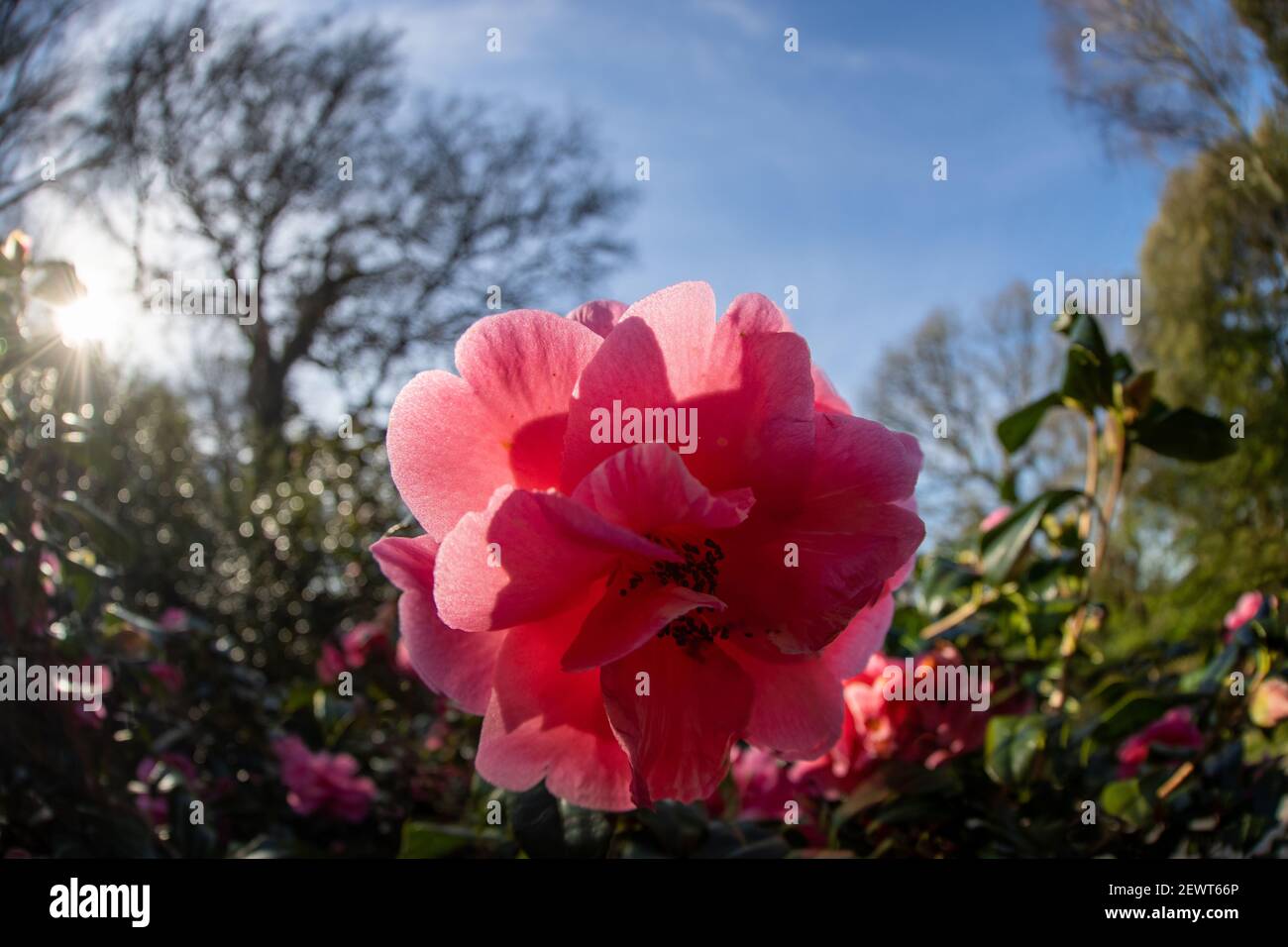 Mount edgecombe hi-res stock photography and images - Alamy