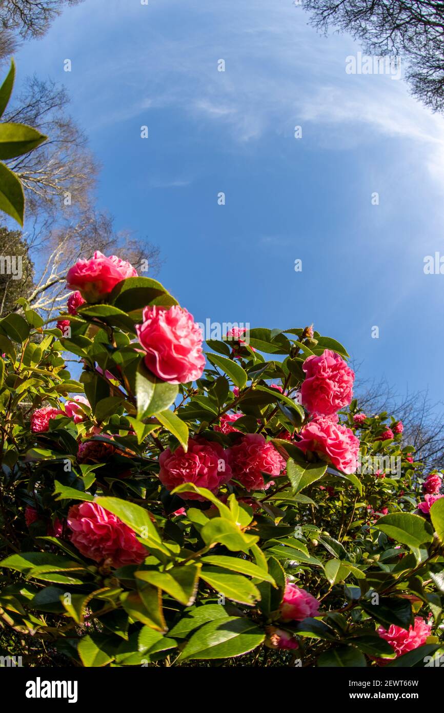 Mount edgecombe gardens hi-res stock photography and images - Alamy