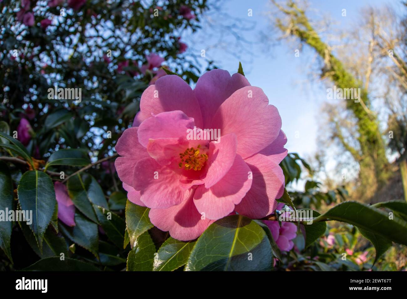 Edgecombe house hi-res stock photography and images - Alamy