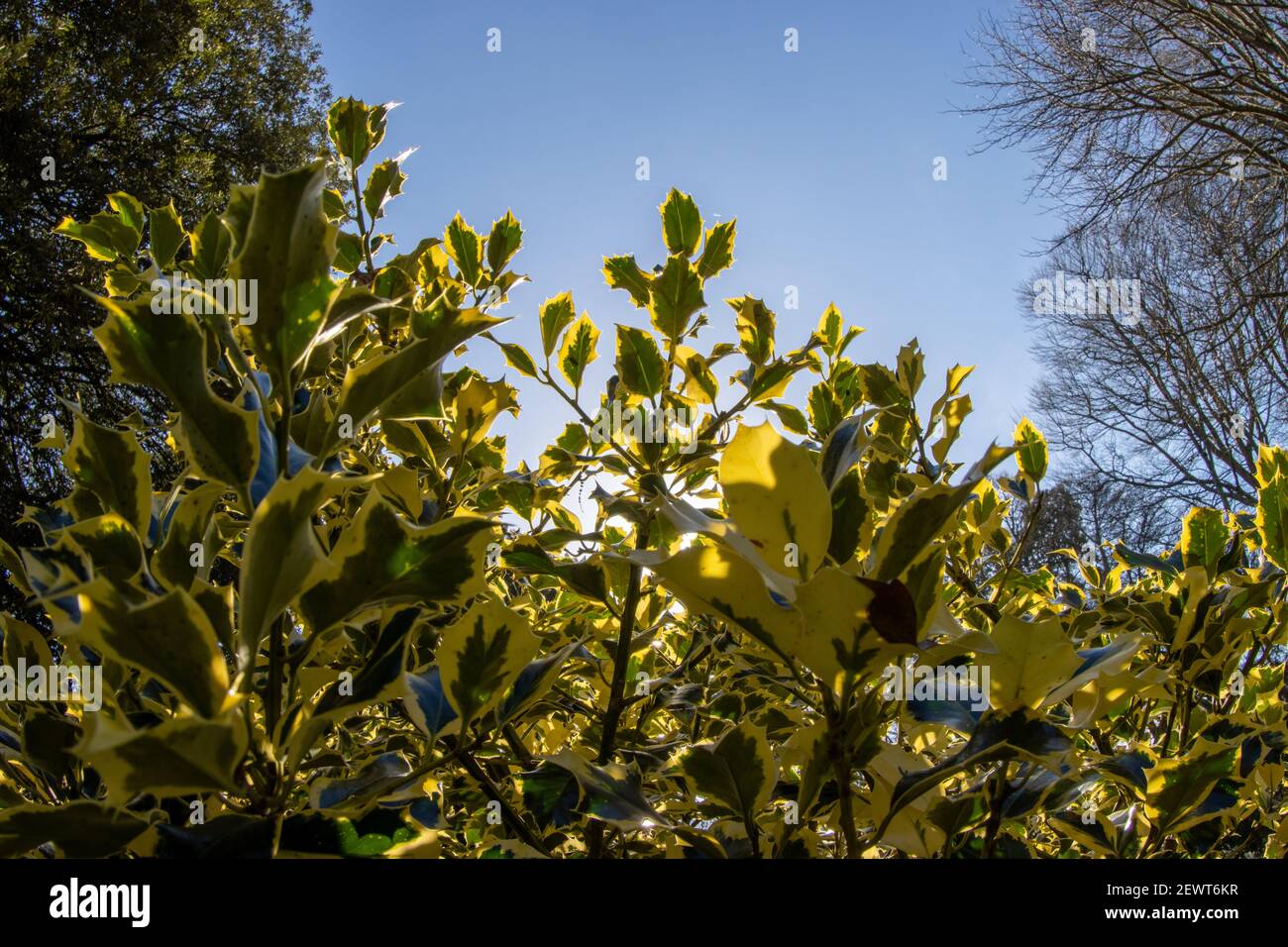 Mount Edgecombe Country Park Stock Photo - Alamy